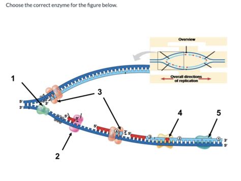Bi283 Exam 3 Flashcards Quizlet