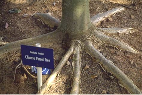 Developing Flare Roots And Planting Trees Roots Landscape Plants Edward F Gilman UF IFAS