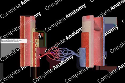 External Elastic Membrane Complete Anatomy
