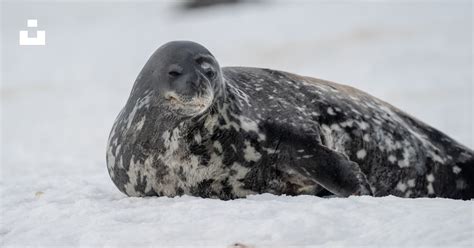 눈 덮인 땅 위에 누워있는 회색 물개 사진 Unsplash의 무료 남극 대륙 이미지