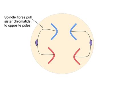 Mitosis Definition Phases Significance Functions Biology Notes