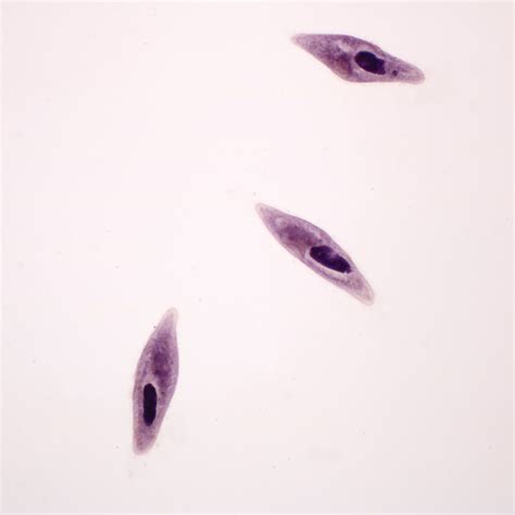 Protist Cell Microscope