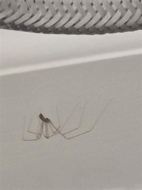 Why Do Cellar Spiders Drop Down By Me At Night R Spiders