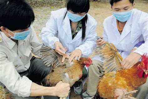 ¿qué Es La Gripe Aviar Y Por Qué Es Tan Grave Para Los Humanos