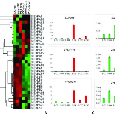 Tissue Specific Expression Of Expansin Genes Under Ck Ccc And Pbz