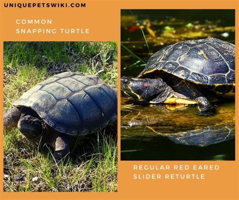 Snapping Turtle Vs Regular Turtle As Pets Full Comparison