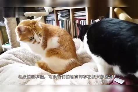往杯子里放颗干粮，两只猫咪表现出不同的反应，主人看后笑晕了！猫咪杯子主人