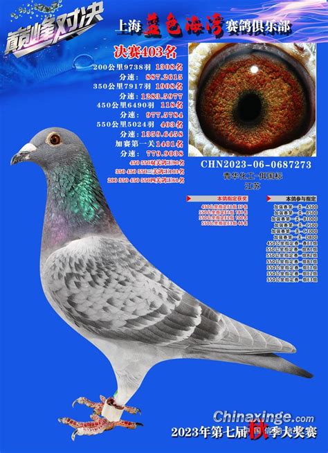 上海蓝色海湾赛鸽俱乐部2023年第七届秋赛决赛401 450名获奖鸽照片 上海蓝色海湾赛鸽俱乐部 中信网各地公棚