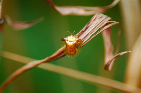 Ic119 甘薯梳龜甲 1 Tortoise Beetle Aspidomorpha Furcata Sha T… Flickr