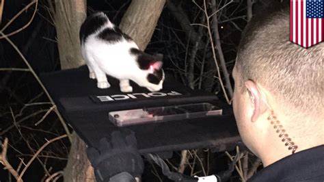 Cat Gets Stuck In Tree I Loved How The Police Officers Managed To Get