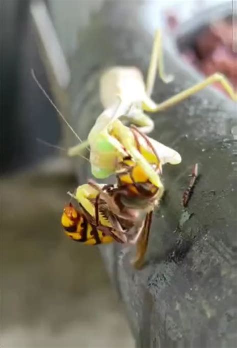 Wasp Gets What He Deserves Rfuckwasps