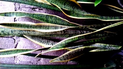 Mother In Law S Tongue Plant Medium Leaves Long Smooth Pointed Grey