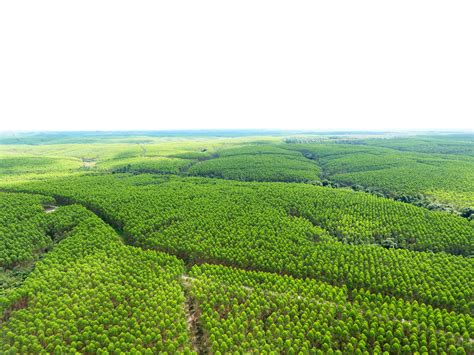 Timber And Pulp Company Selection Update
