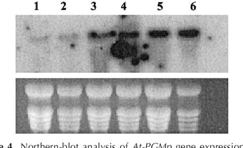 Figure 4 From The Plastidic Phosphoglucomutase From Arabidopsis A