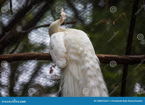 A Leucistic Indian Peacock White Peacock Albino White Peafowl Stock