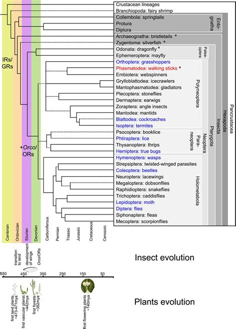 Figures And Data In Evolution Of Insect Olfactory Receptors ELife
