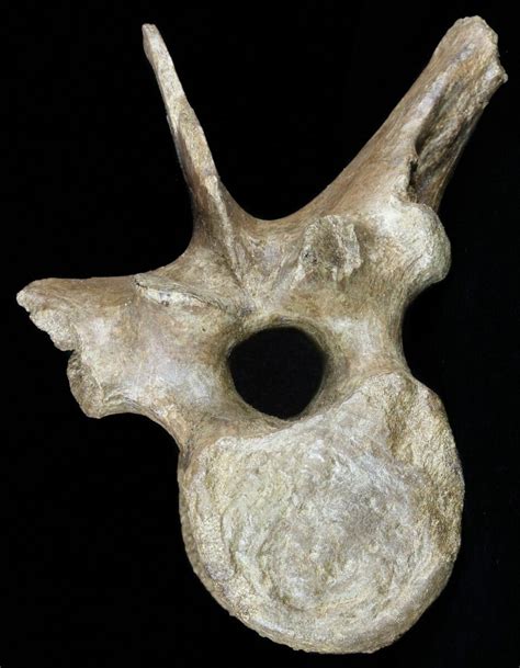 3 3 Thescelosaurus Vertebrae With Much Of Process Intact 54908 For