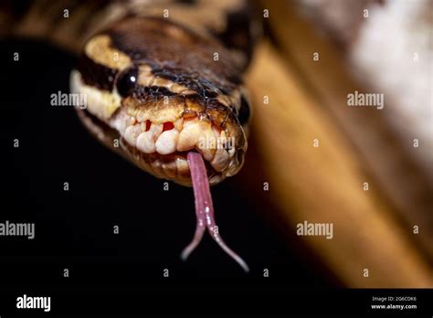 Royal Python Python Regius Studio Photography Stock Photo Alamy