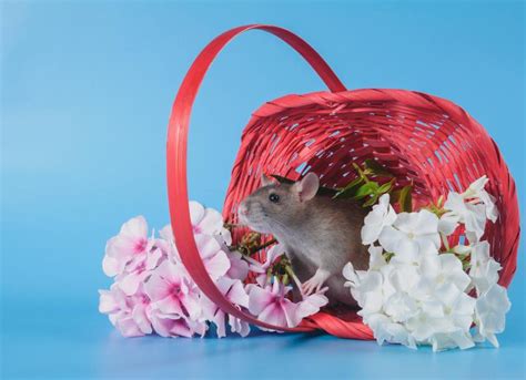 Rat Care Sheet Petmd