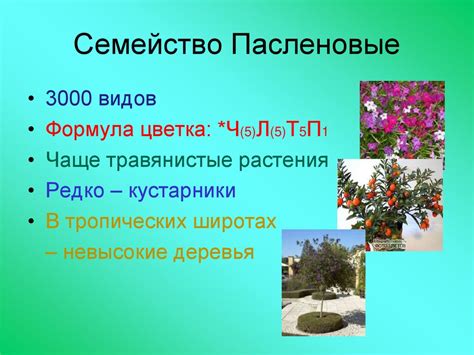 Класс Двудольные Семейства Пасленовые Мотыльковые Бобовые и