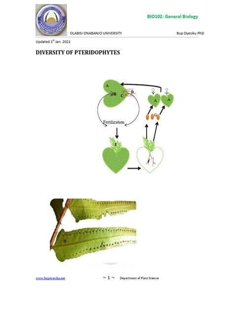 6 Bio102 Pteridophytes Lms Pdf Fern Sexual Reproduction