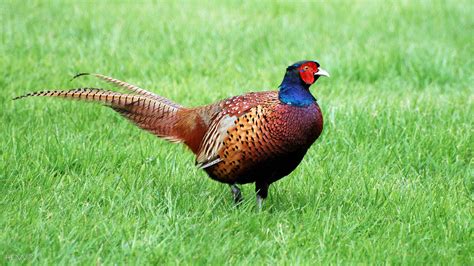 Pheasant Wallpaper Wallpapersafari