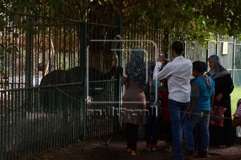مدير حدائق الحيوان يكشف تفاصيل حادث سرقة صقور الجيزة المصري اليوم