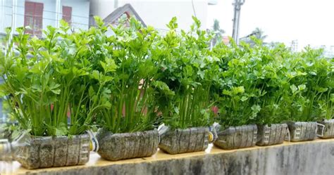 Growing Celery Doesnt Cost Anything Extremely Simple With Just