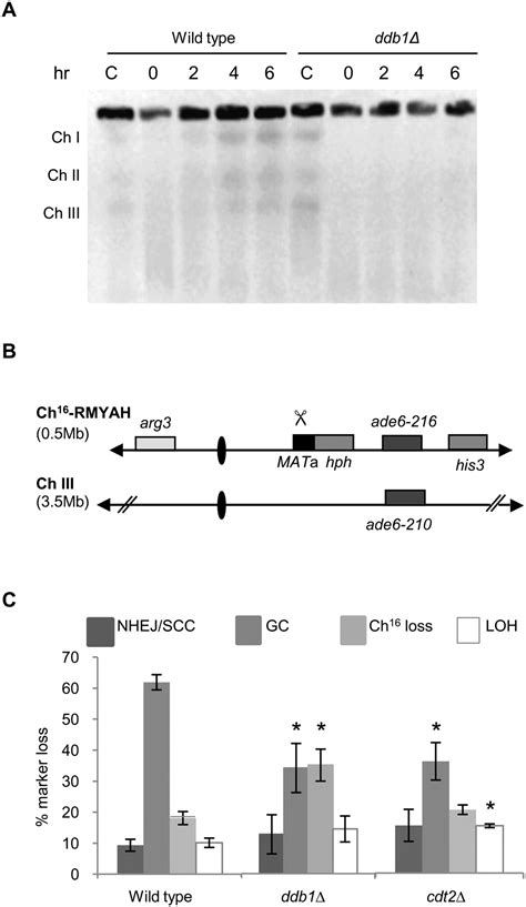 Break Induced Atr And Ddb1cul4cdt2 Ubiquitin Ligase Dependent