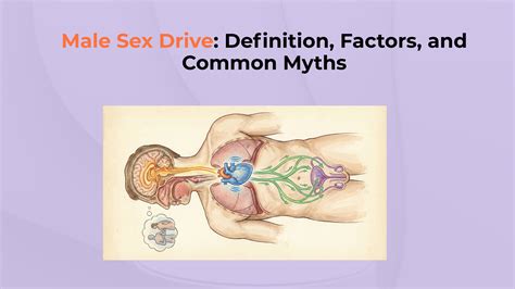 Understanding Male Sex Drive Myths And Key Factors