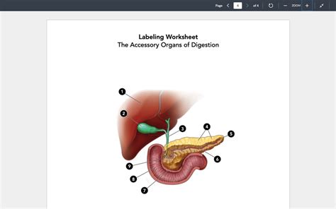 The Accessory Organs Of Digestion Labeling Diagram Quizlet