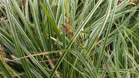 Identification Of Ornamental Grass In The Plant Id Forum