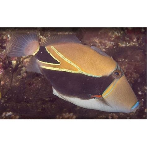 Reef Triggerfish Rectangular Triggerfish Wedgetail Triggerfish