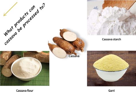 What Products Can Cassava Be Processed Tofaq