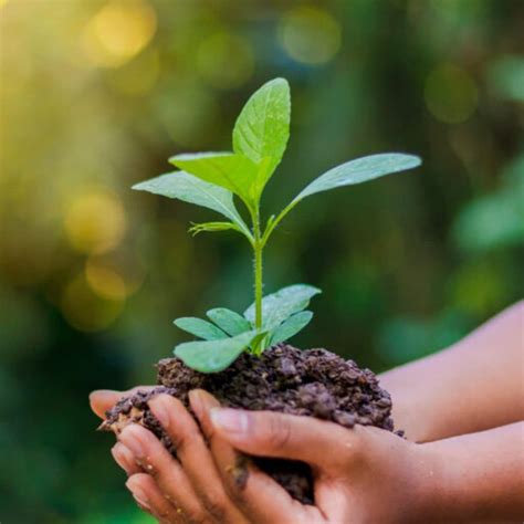 How Do Plants Communicate With Each Other To Enhance Defense Against