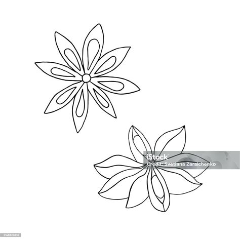 흑인과 백인 스타 아니스 향신료 실루엣 세트 조미료 식품 성분 단색 윤곽선 그림 조각 벽화 벽 벽 그림 조각 벽 그림 조각 그림 손으로 그린 벡터 그림입니다 색칠 디자인