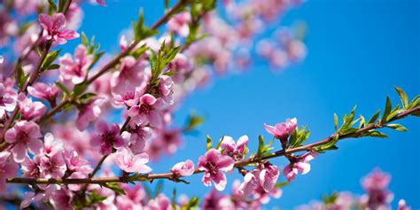 Quand et comment tailler le prunus Housekeeping Magazine Idées