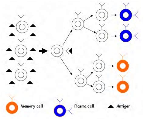 Clonal Selection Process Source Mahira Et Al 2007 Download Scientific Diagram Clonal Selection Process Source Mahira Et Al 2007 Download Scientific Diagram