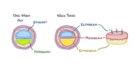 Video Endoderm Osmosis