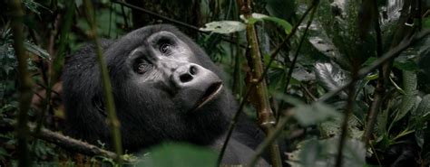3 Days Uganda Mountain Gorilla Trekking Safari Africa Adventure