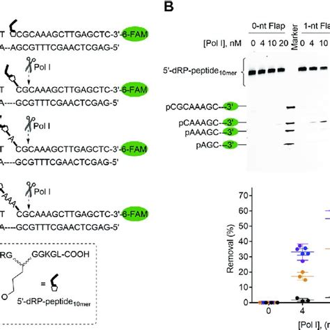 Base Excision Repair Of An Ap Site In E Coli 9 11 Ap Site