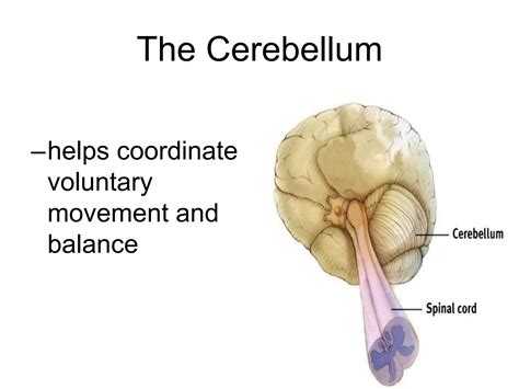 Physiology Of Cerebral Cortex Cerbral Cortexppt