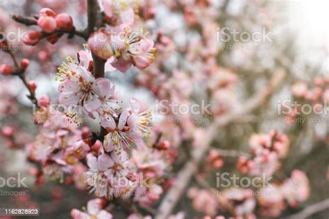 흐린 태양 광선 배경에 꽃이 피는 벚꽃 가지에서 클로즈업 보기 0명에 대한 스톡 사진 및 기타 이미지 0명 4월 경관