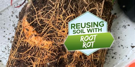 Can You Reuse Soil With Root Rot Sterilizing Soil Grow Your Yard