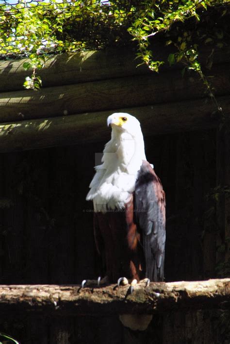 Un Bel Aigle By Circelasombre On Deviantart