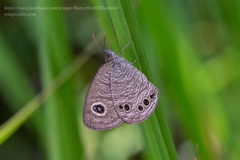 Ypthima Lisandra Lisandra Jewel Fourring ผีเสื้อสีตาลจุดตาสี่มณีรัตน์