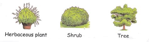 Plant Classification My English And Science