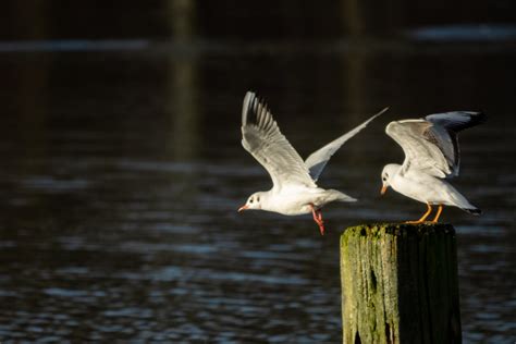 Platz Wechsel Hausaufgabe Fotoklicke Roswitha Antoniak Flickr