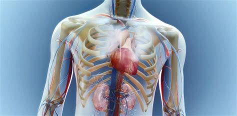 10th Grade Cardiac Quizzes Questions Answers And Trivia Proprofs
