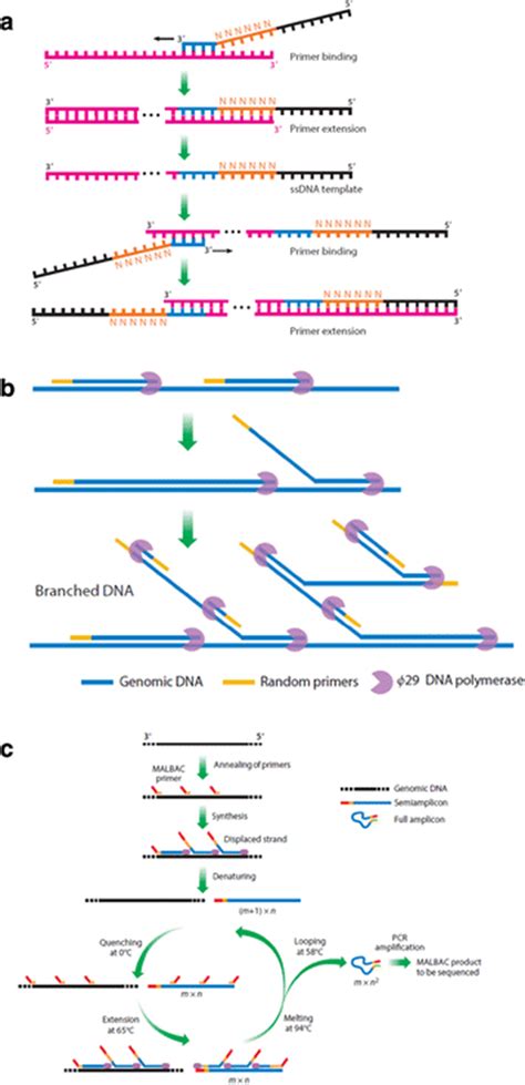 Single‐cell Sequencing And Tumorigenesis Improved Understanding Of